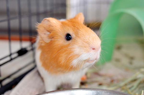 os pet of the week 3-12 | News, Sports, Jobs - Maui News